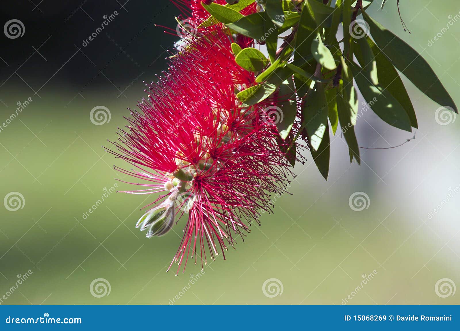 Red flame flower stock image. Image of flower, macro - 15068269