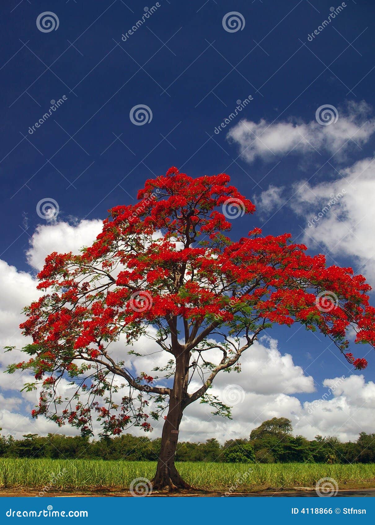The Flame Tree. Stock Photography | CartoonDealer.com #54270500