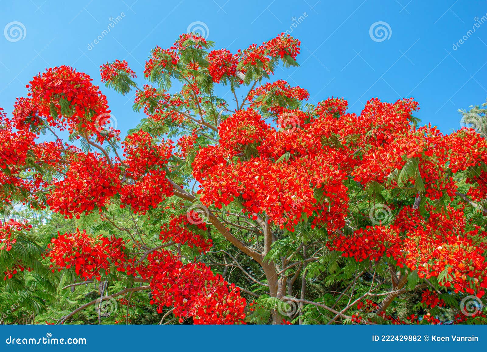 Red flame tree stock photo. Image of blossom, flame - 222429882