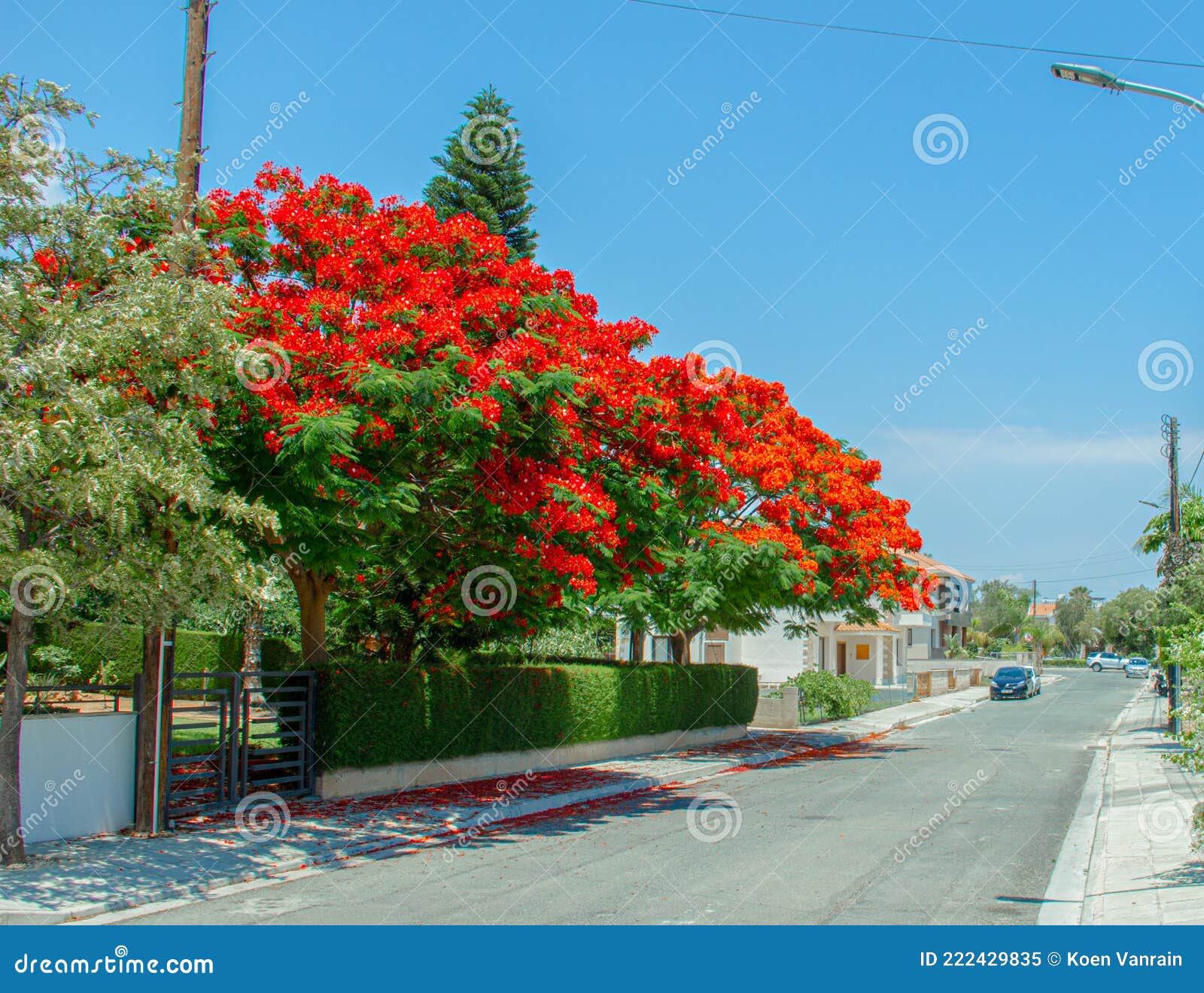 Red flame tree stock image. Image of park, autumn, downtown - 222429835