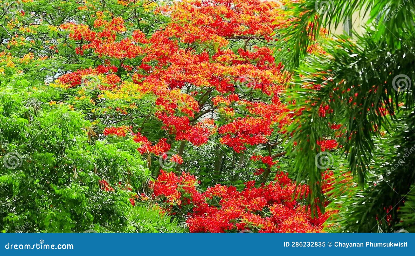 Red Flame Tree Full Bloom in the Park in Summer Blue Sky White Cloud ...