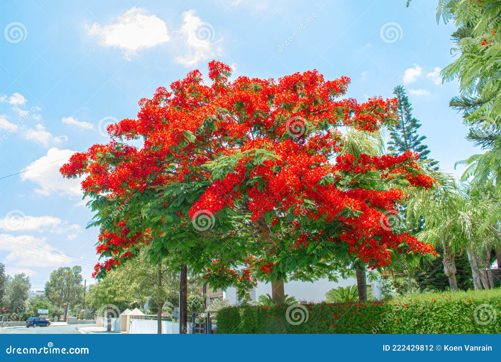 Red flame tree stock photo. Image of shrub, branch, fruit - 222429812