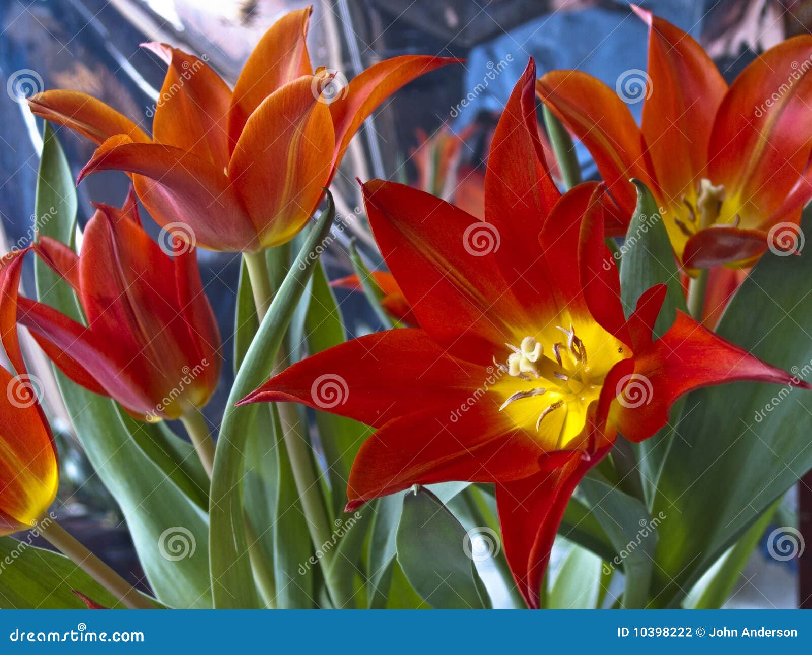 Red flame tulips stock photo. Image of plant, colors - 10398222
