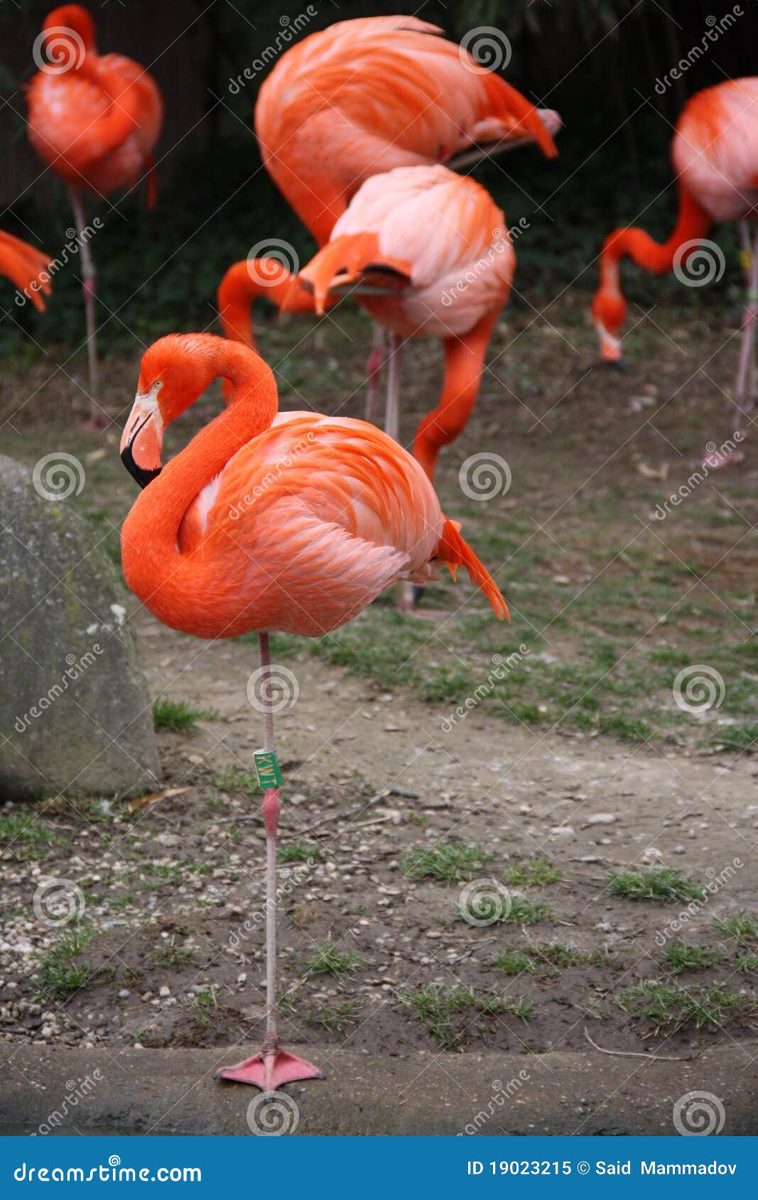 Red flamingo stock image. Image of bird, flamingo, foot - 19023215