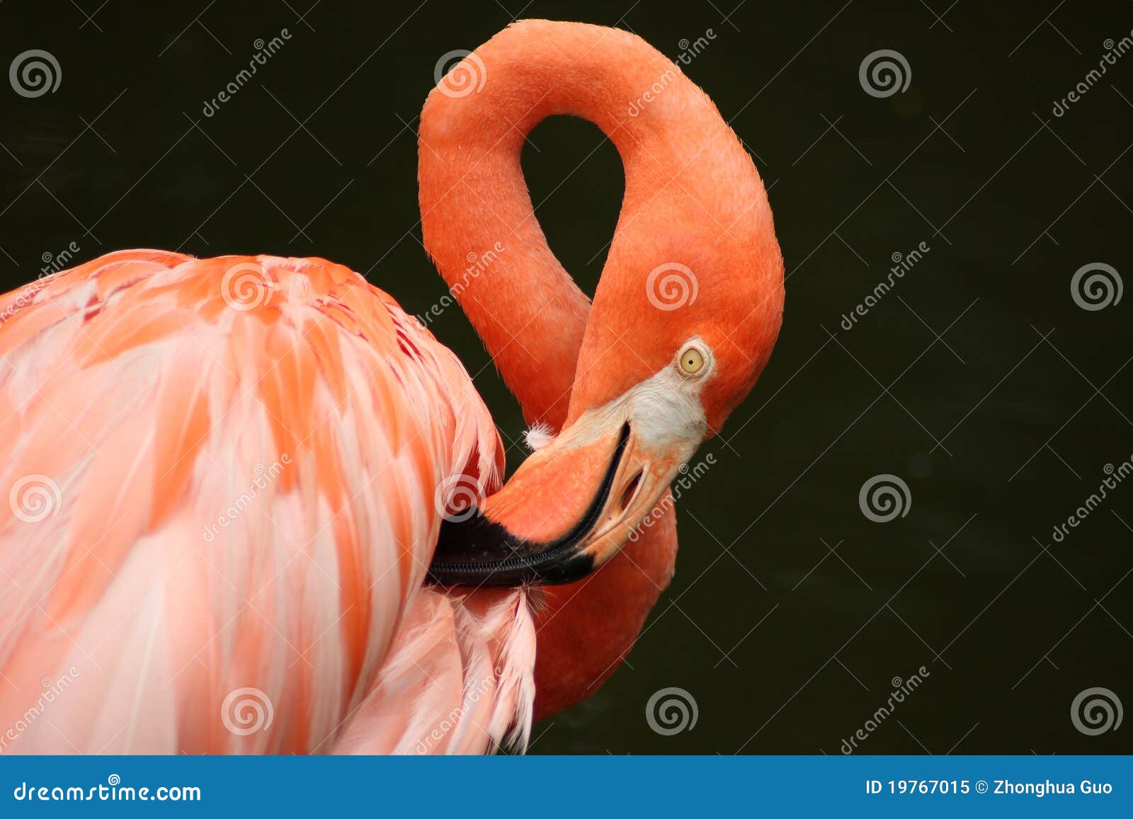 Red flamingo stock image. Image of nature, birds, feather - 19767015
