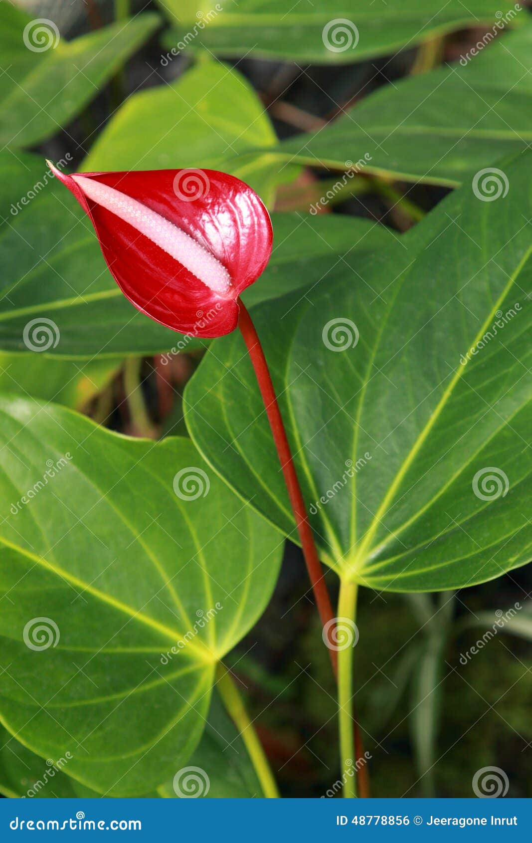 Red flamingo lily stock photo. Image of nature, spadix - 48778856