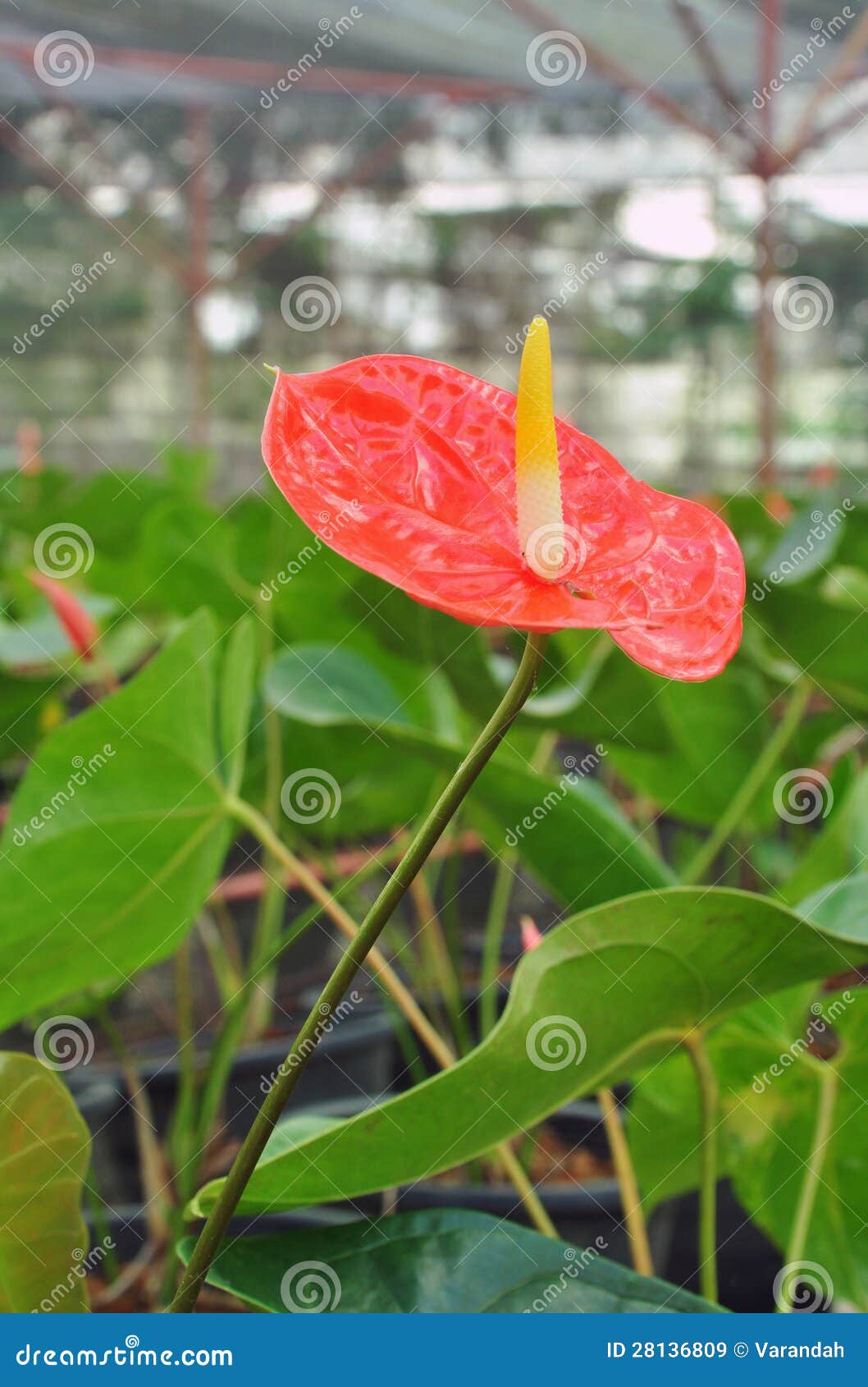 Red Flamingo Lily Flower, Amthurium Stock Image - Image of botanical ...