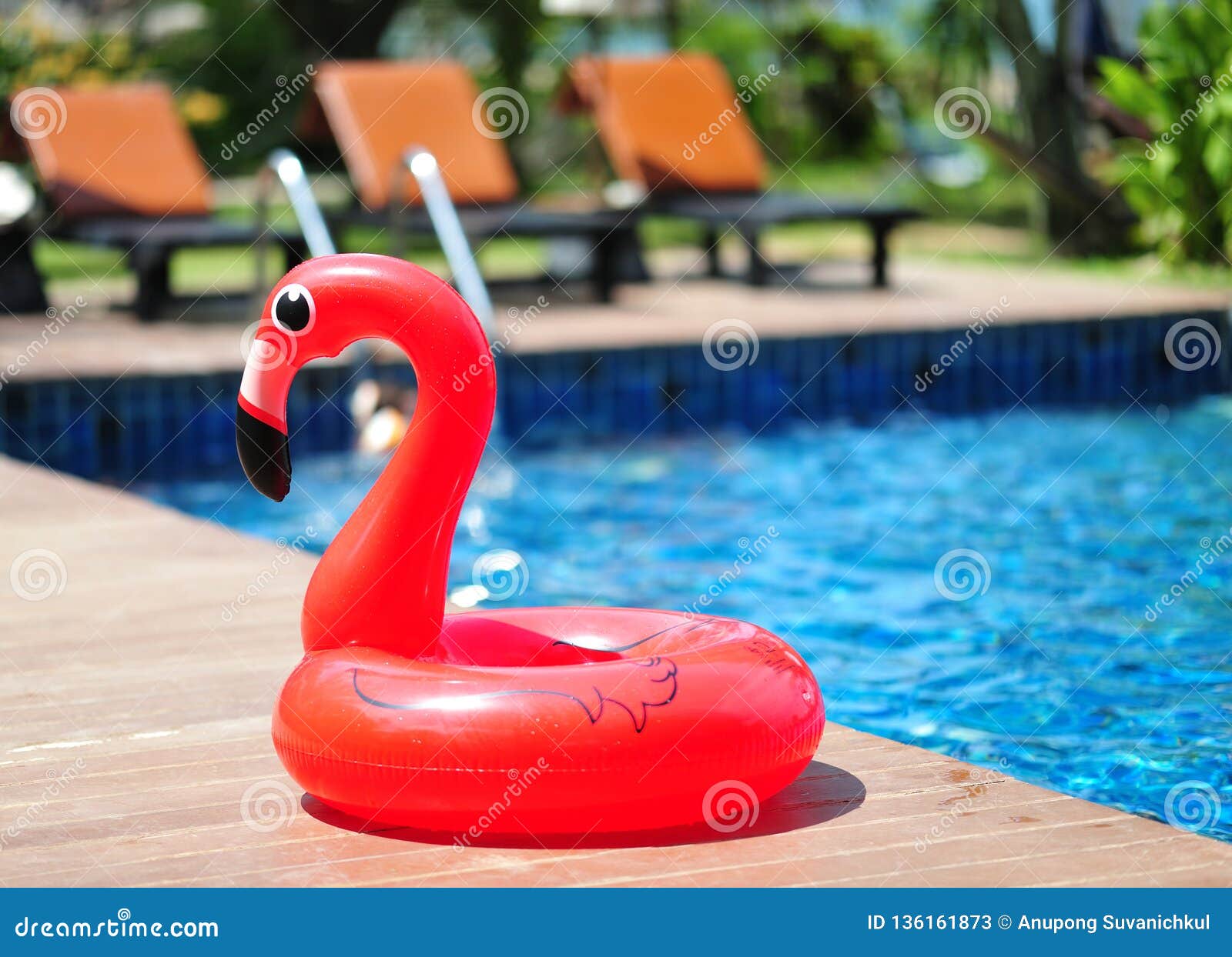 Red Flamingo beside the Pool Stock Image - Image of pool, summer: 136161873