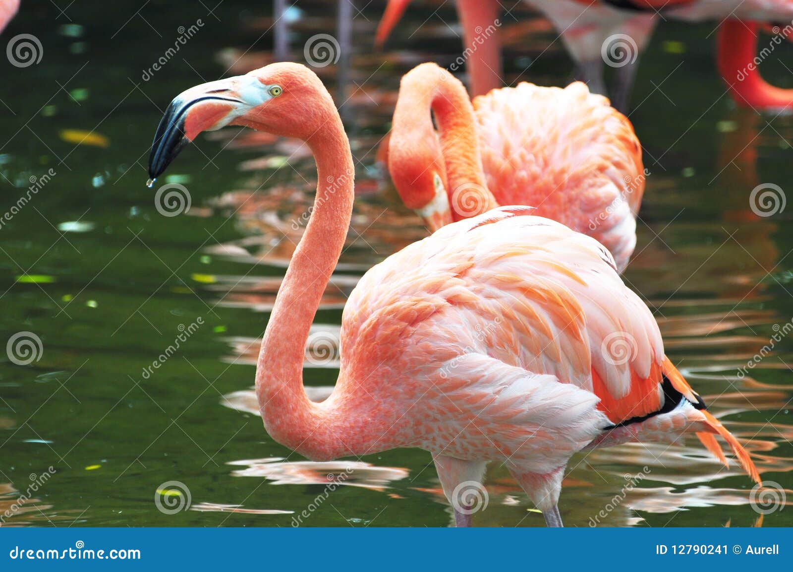 Red Flamingos stock image. Image of phoenicopterus, birds - 12790241