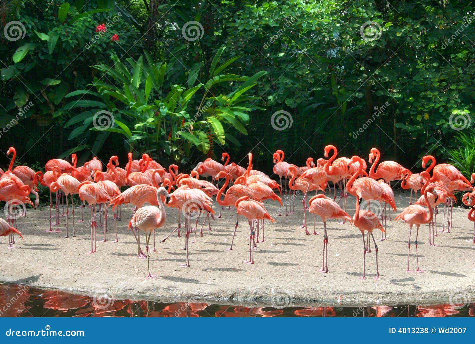 Red flamingos stock photo. Image of flamingo, tree, forest - 4013238