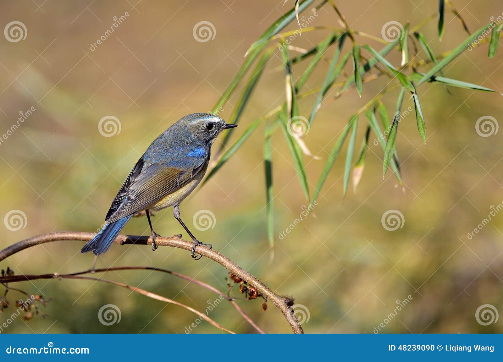 Red-flanked Bluetail stock photo. Image of survival, animals - 48239090