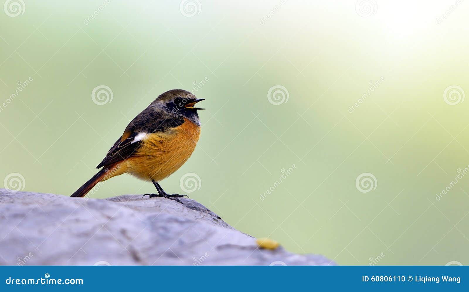 Red-flanked Bush Robin stock photo. Image of food, branches - 60806110