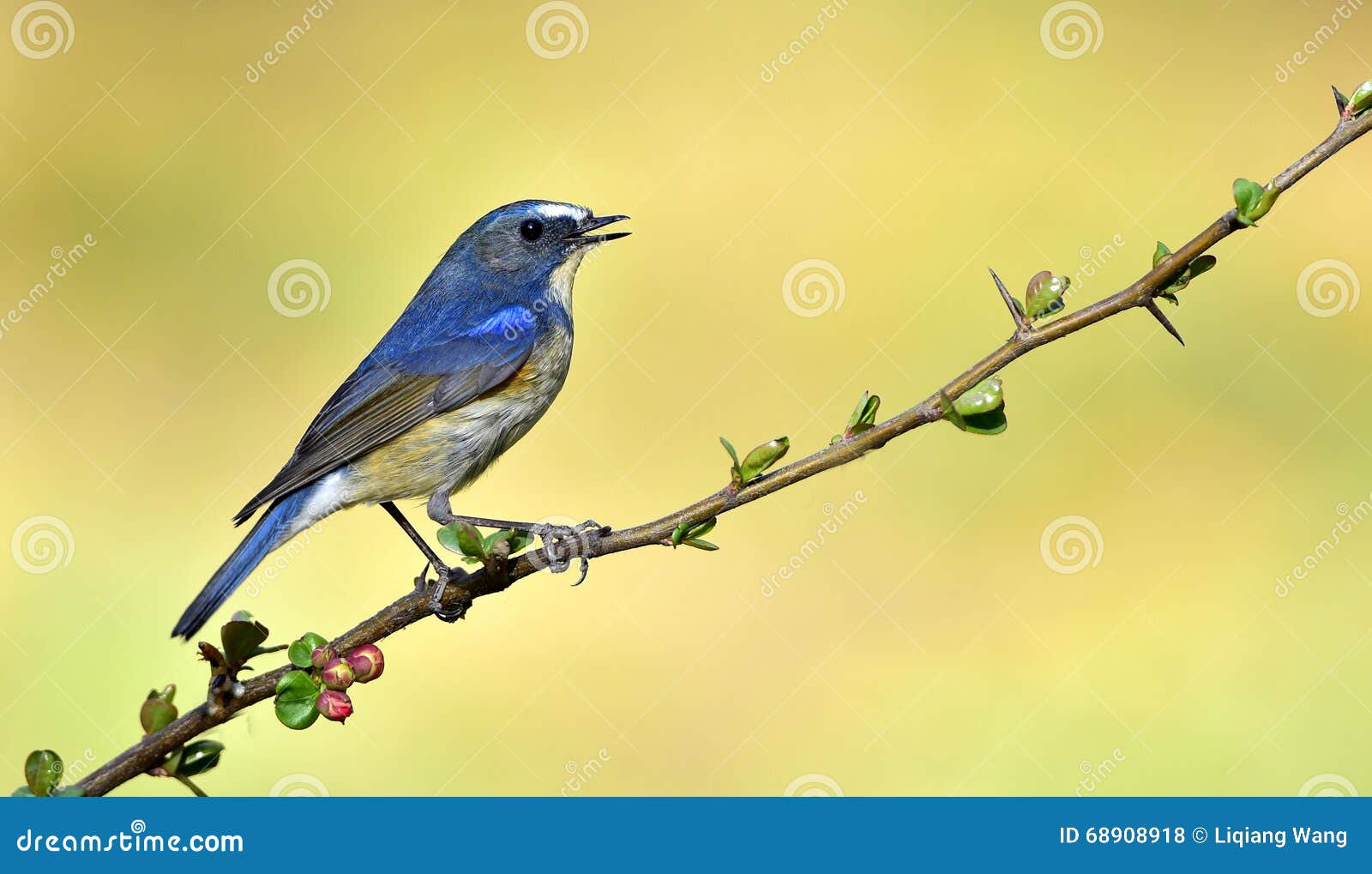 Red-flanked Bush Robin stock photo. Image of branches - 68908918