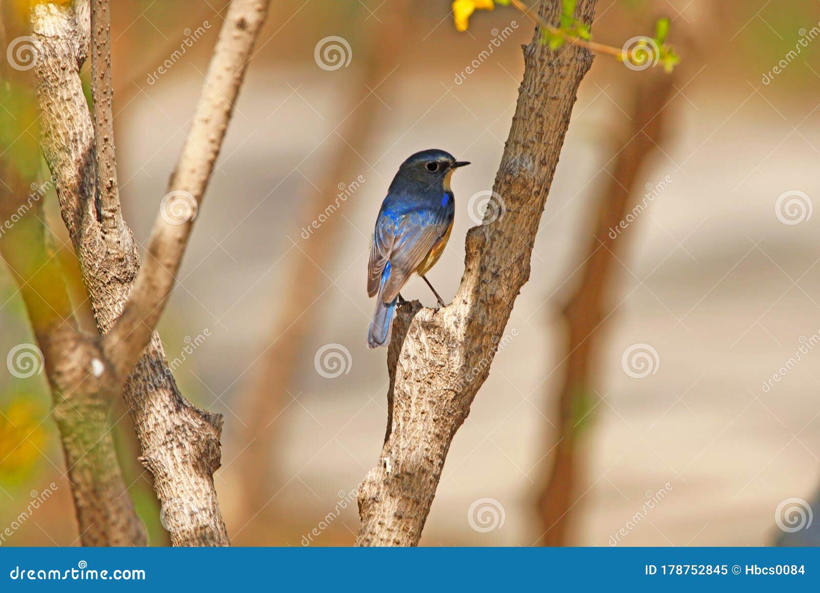 Red flashed Bush Robin stock image. Image of lower, abdomen - 178752845
