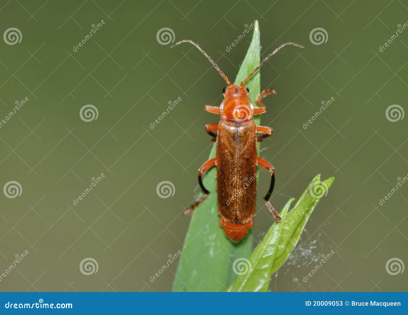 Red Flat Bark Beetle stock image. Image of beetle, woods - 20009053