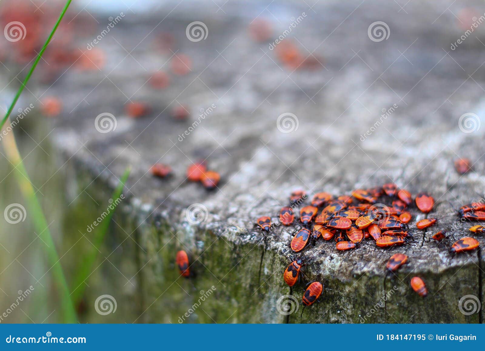 Red Flat Bugs during the Breeding Season. People Call a Bug a Soldier ...