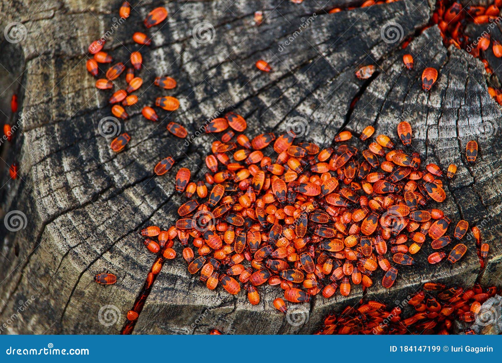 Red Flat Bugs during the Breeding Season. People Call a Bug a Soldier ...