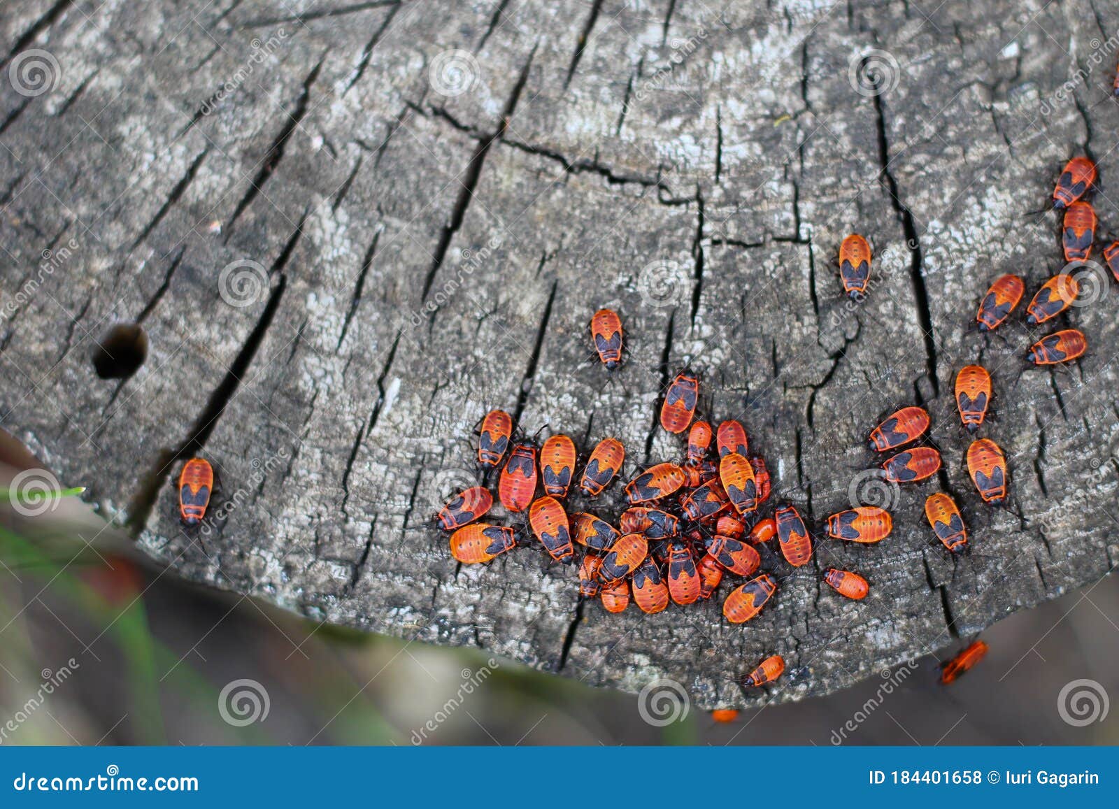 Red Flat Bugs during the Breeding Season. People Call a Bug a Soldier ...