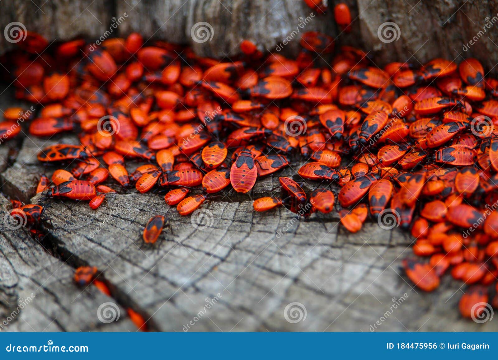 Red Flat Bugs during the Breeding Season. People Call a Bug a Soldier ...