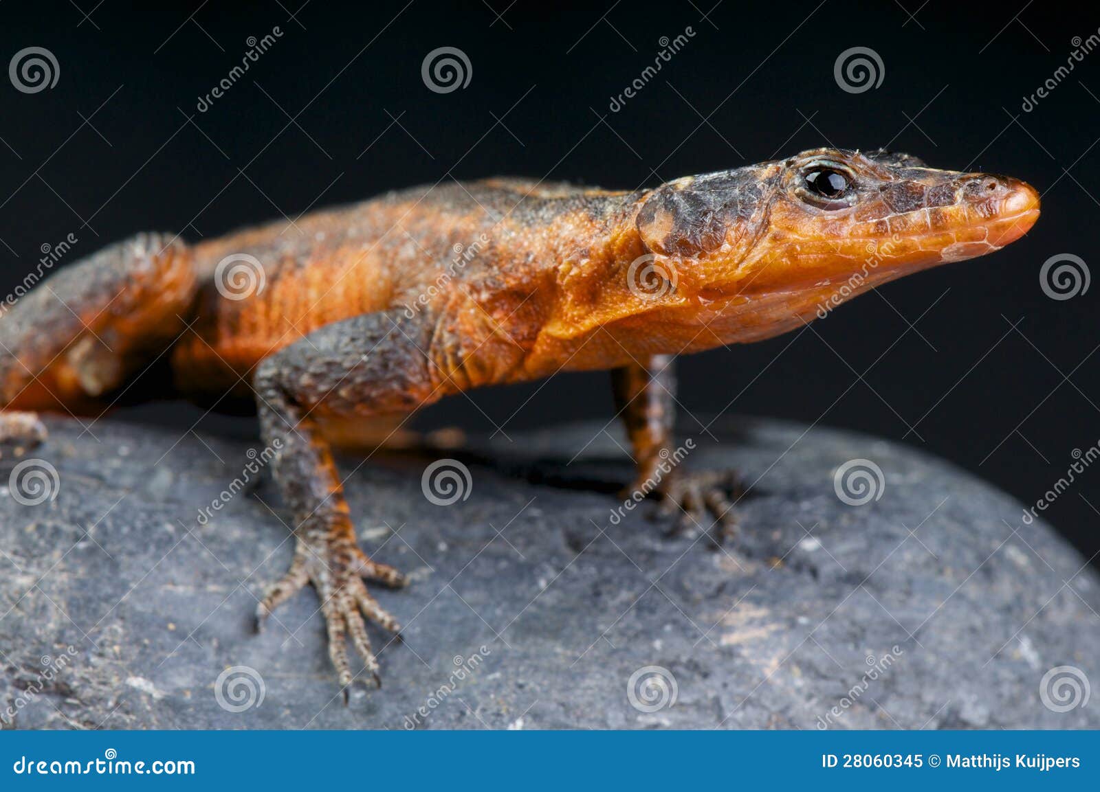 Red Flat Lizard / Platysaurus Jansonni Stock Image - Image of south ...