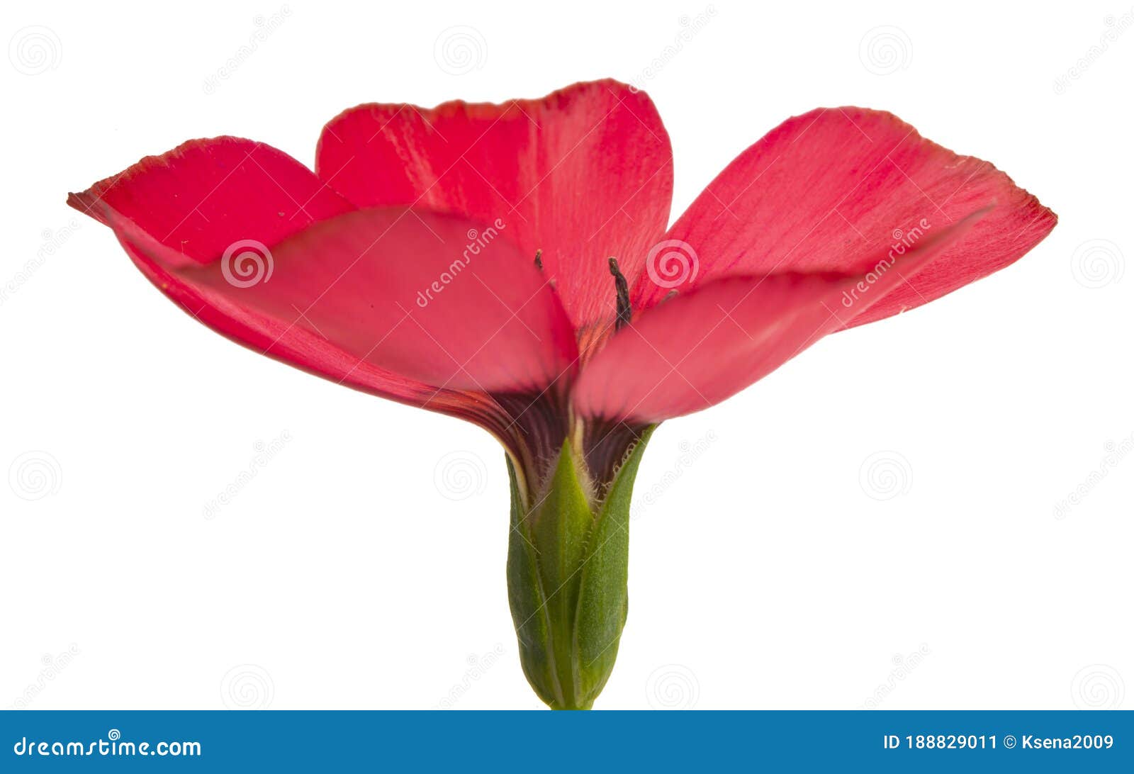 Red flax flower isolated stock image. Image of petal - 188829011