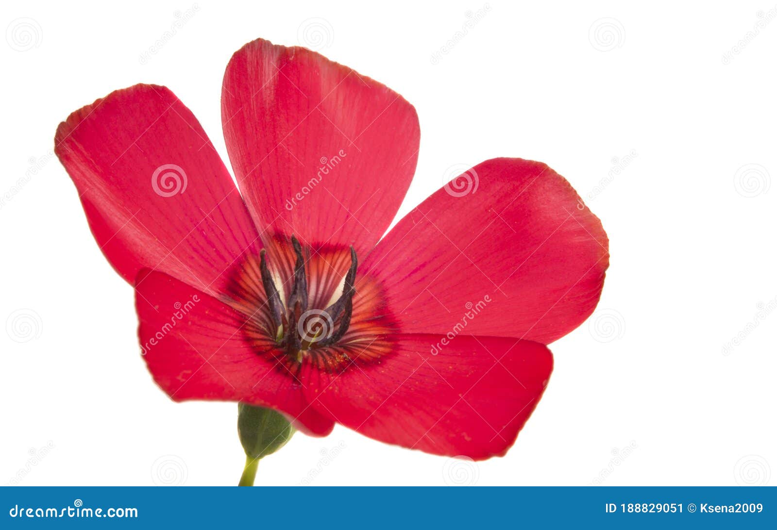 Red flax flower isolated stock image. Image of herbal - 188829051