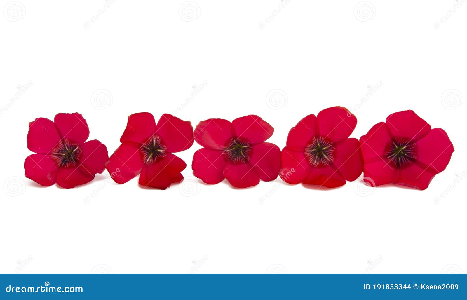 Red flax flower isolated stock photo. Image of macro - 191833344