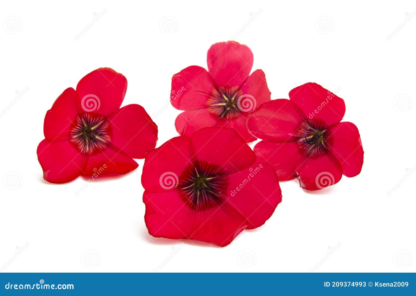 Red flax flower isolated stock image. Image of green - 209374993