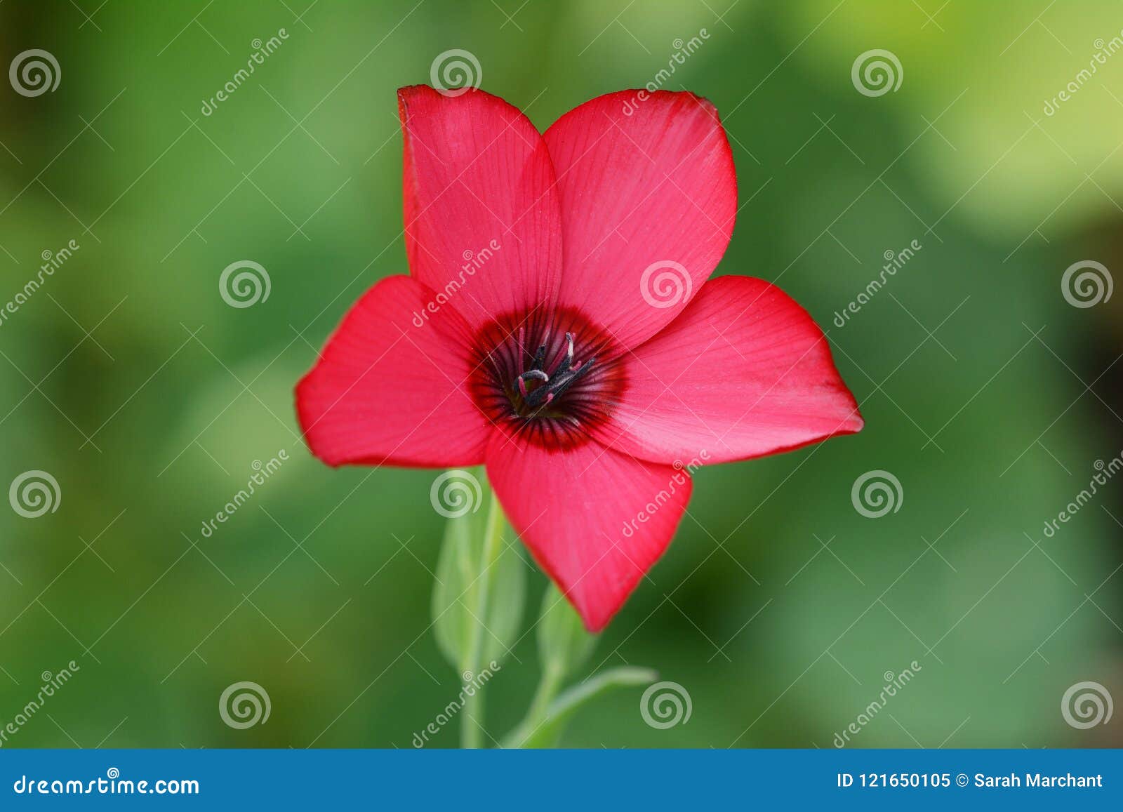 Red flax flower macro stock image. Image of wild, petal - 121650105