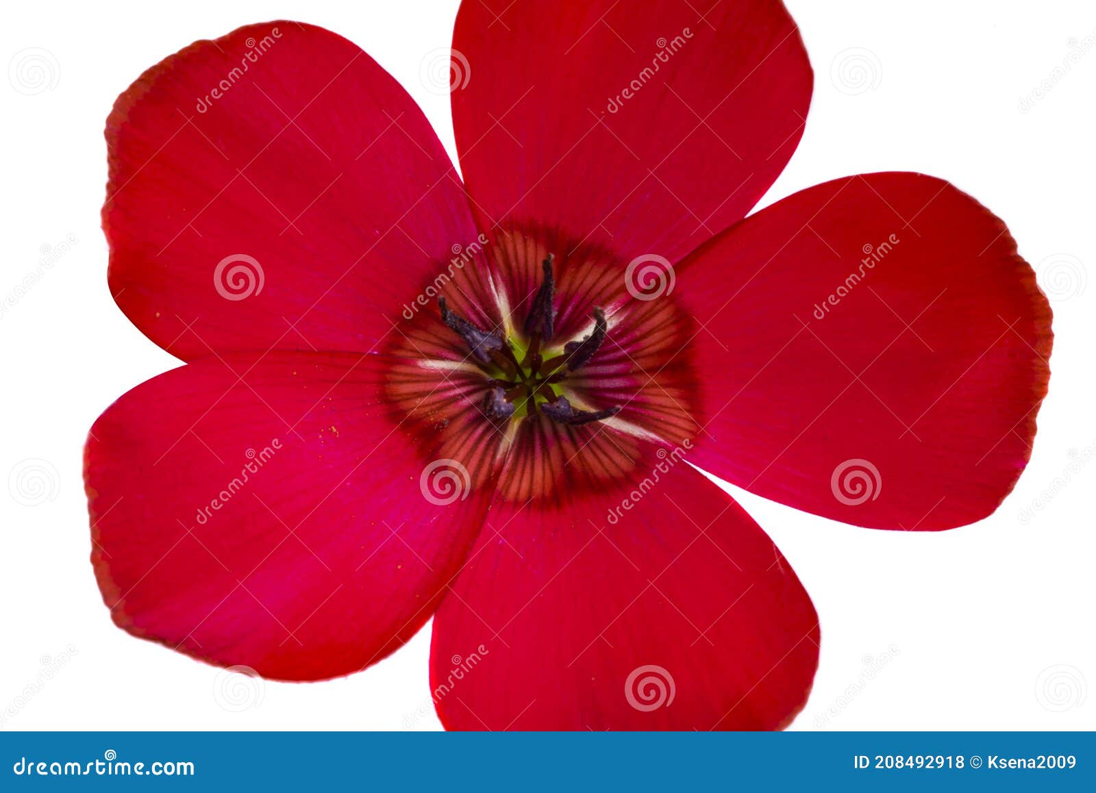 Red flax isolated stock photo. Image of isolated, fresh - 208492918