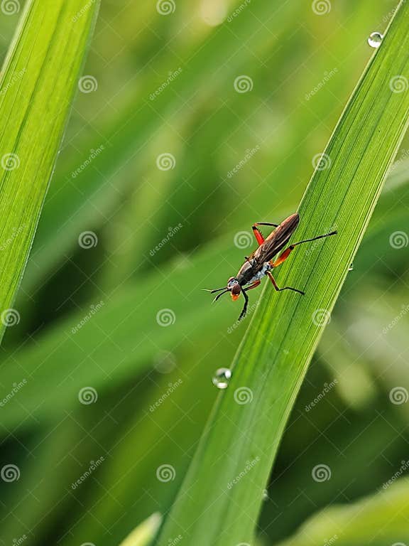 Red Flies at Fields in Morning Vibes Stock Photo - Image of flies ...