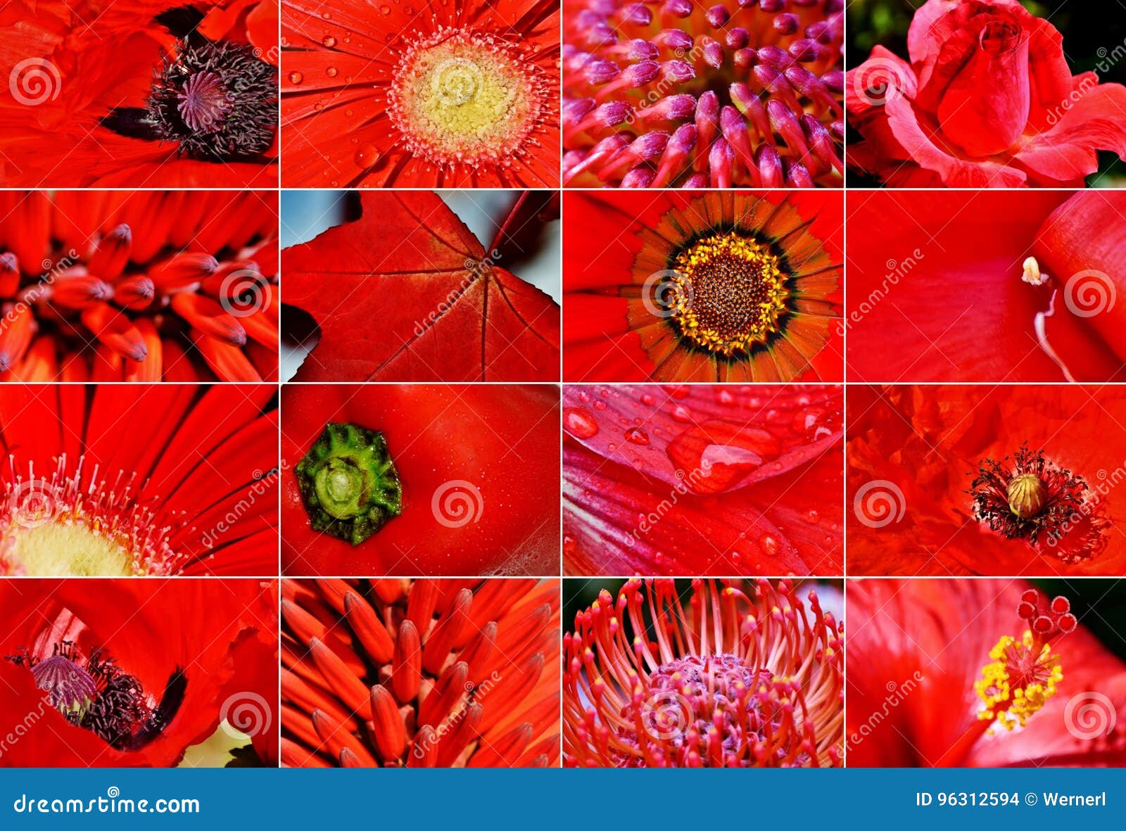 Red flora collage stock photo. Image of succulent, detail - 96312594