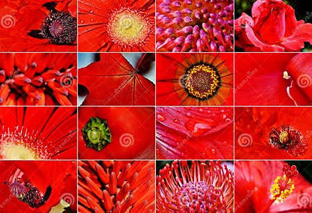 Red flora collage stock photo. Image of succulent, detail - 96312594