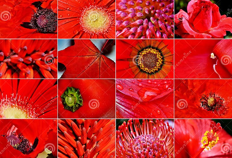 Red flora collage stock photo. Image of succulent, detail - 96312594
