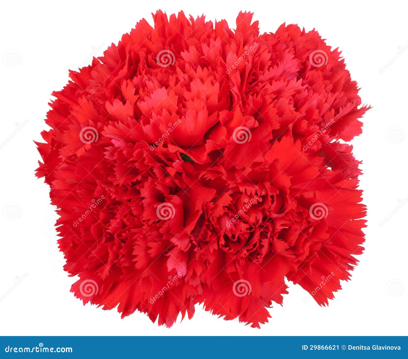 Red Flowe Carnation Isolated on White Stock Image - Image of ...