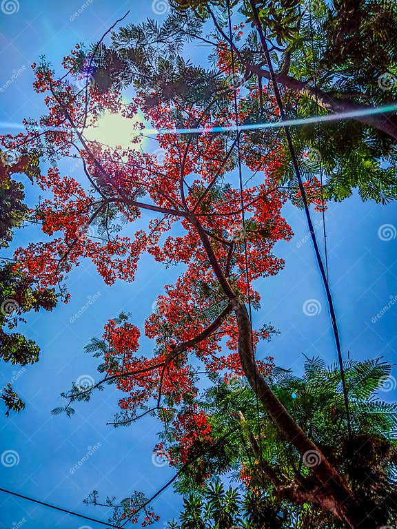 Red Flowe Tree is Beautiful Scenery Stock Image - Image of flowe ...