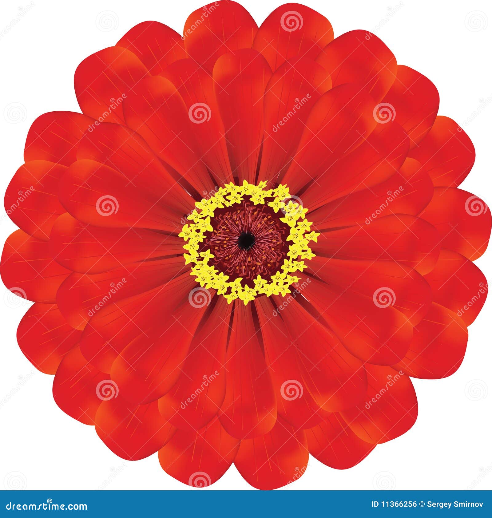 Red flower stock vector. Illustration of romantic, garden - 11366256