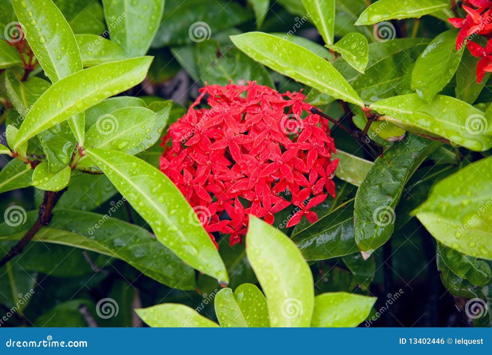 Red flower stock photo. Image of nature, freshness, climate - 13402446
