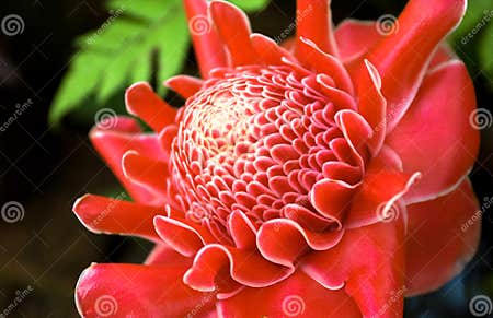 Philippine flower stock image. Image of flower, lily - 13849729