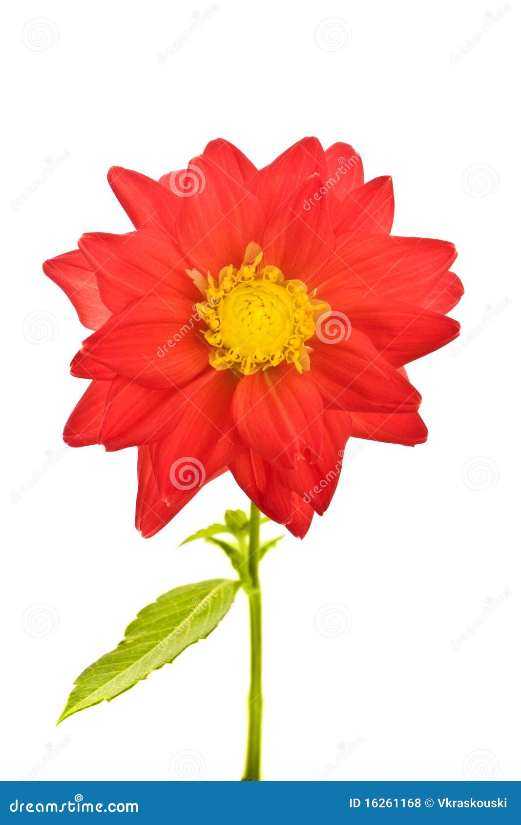 Red flower stock photo. Image of white, orange, spring - 16261168