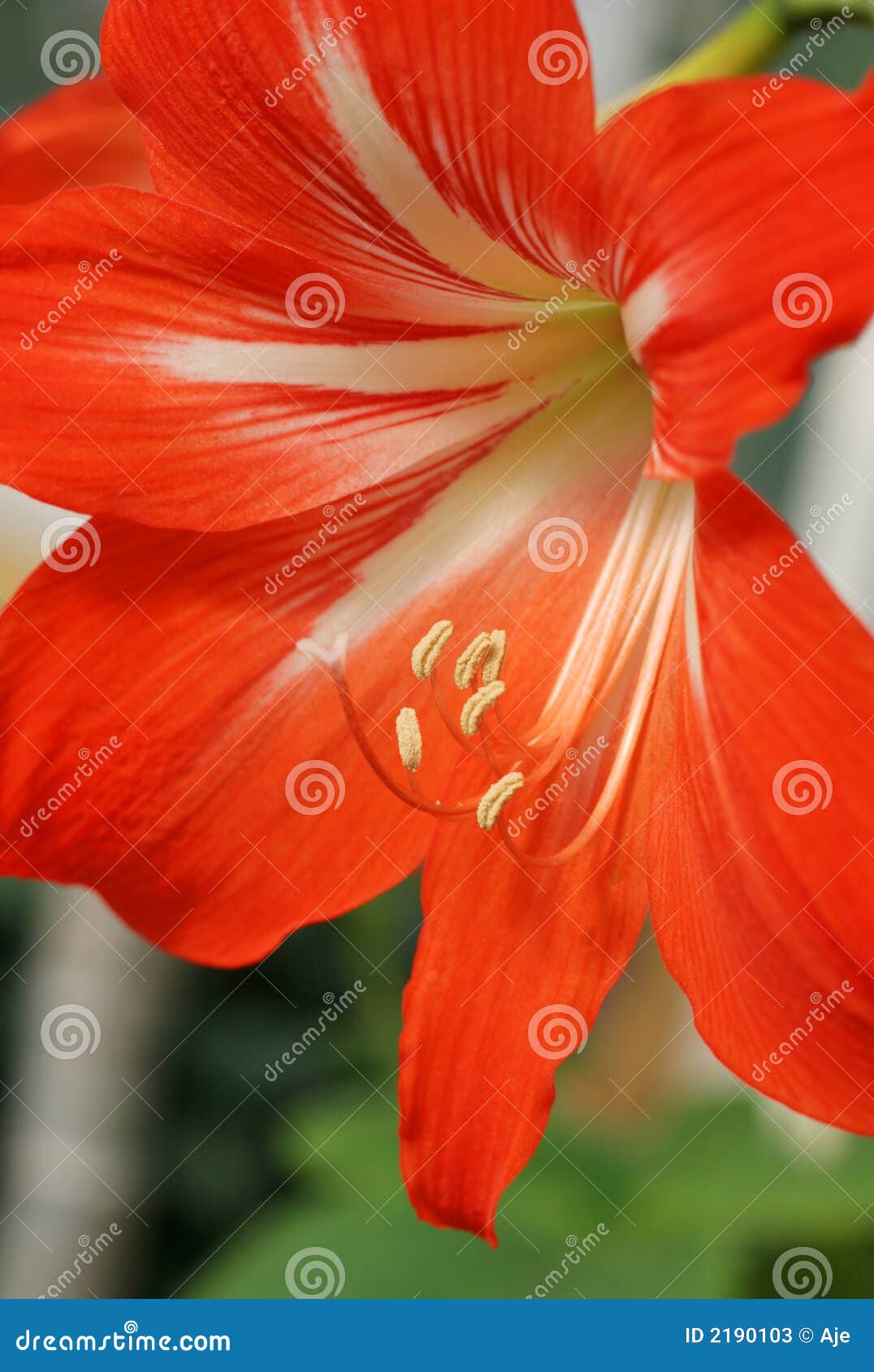 Red flower stock image. Image of blossom, bright, orange - 2190103