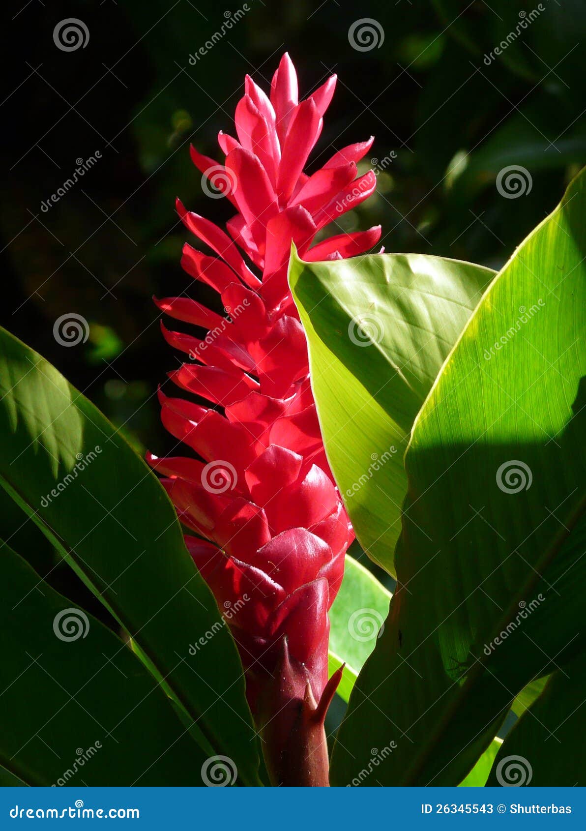 Red flower stock image. Image of flaming, freshness, beautiful - 26345543
