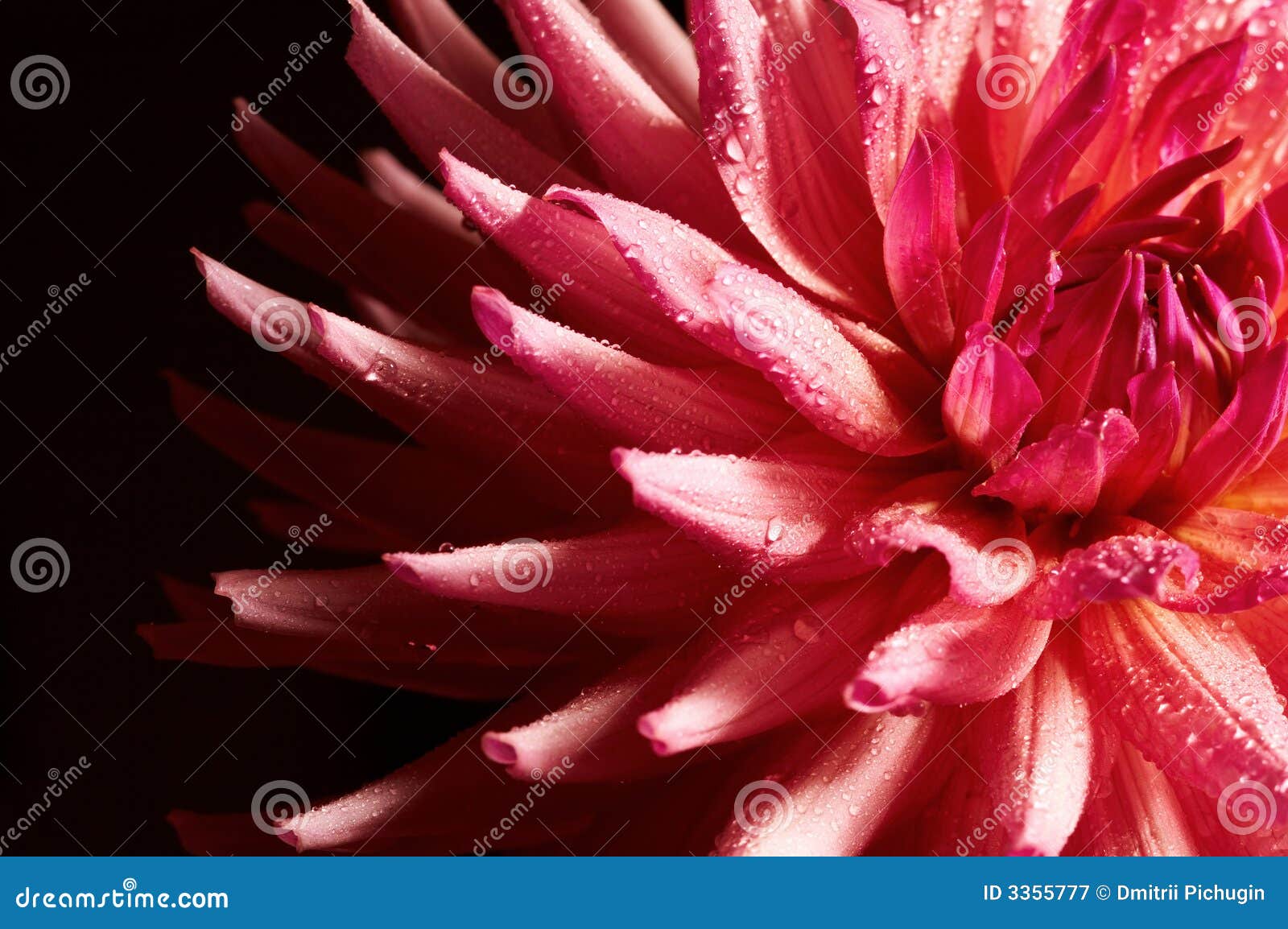 Red flower stock image. Image of colorful, life, detail - 3355777