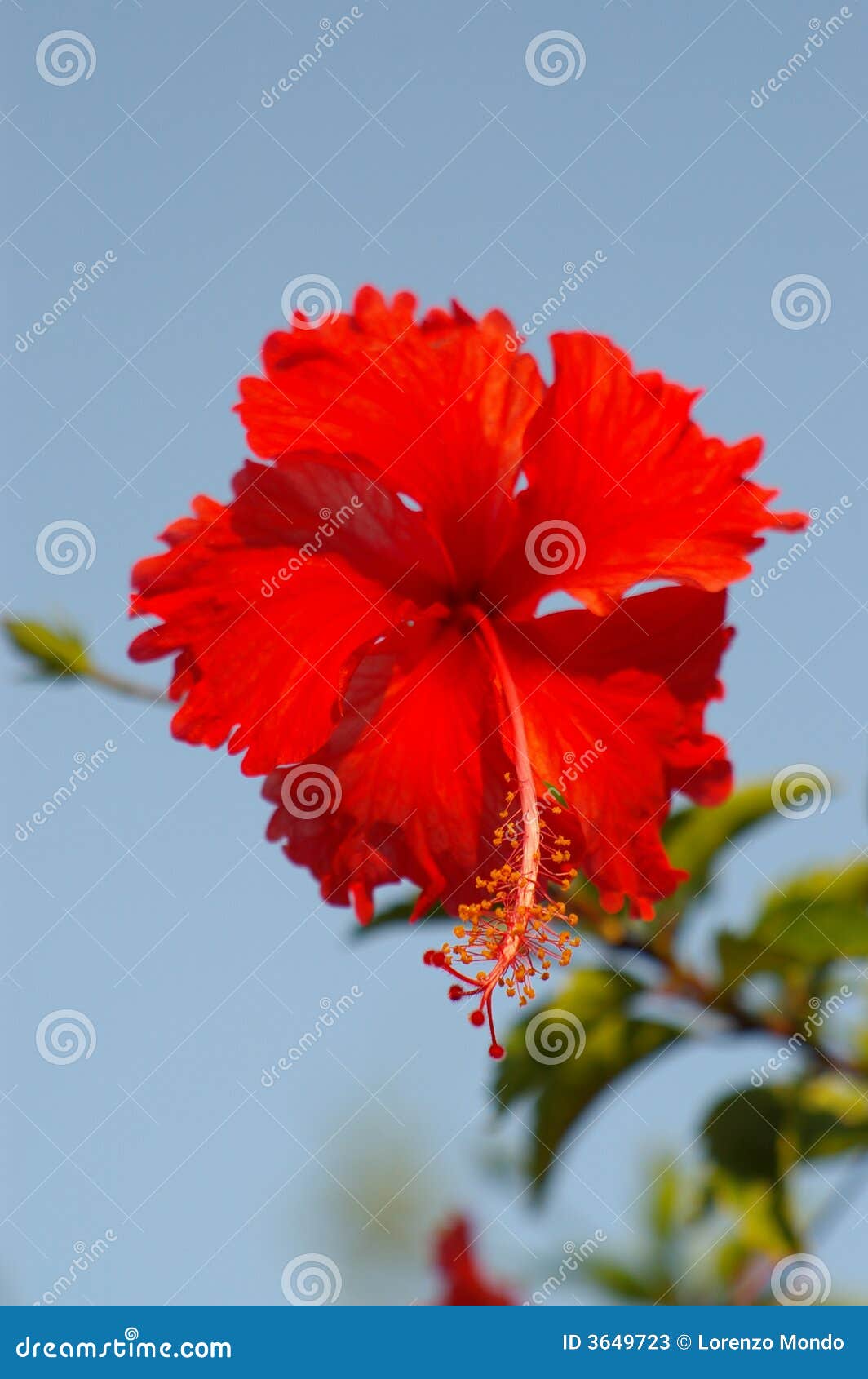 Red flower stock image. Image of beauty, summer, beautiful - 3649723
