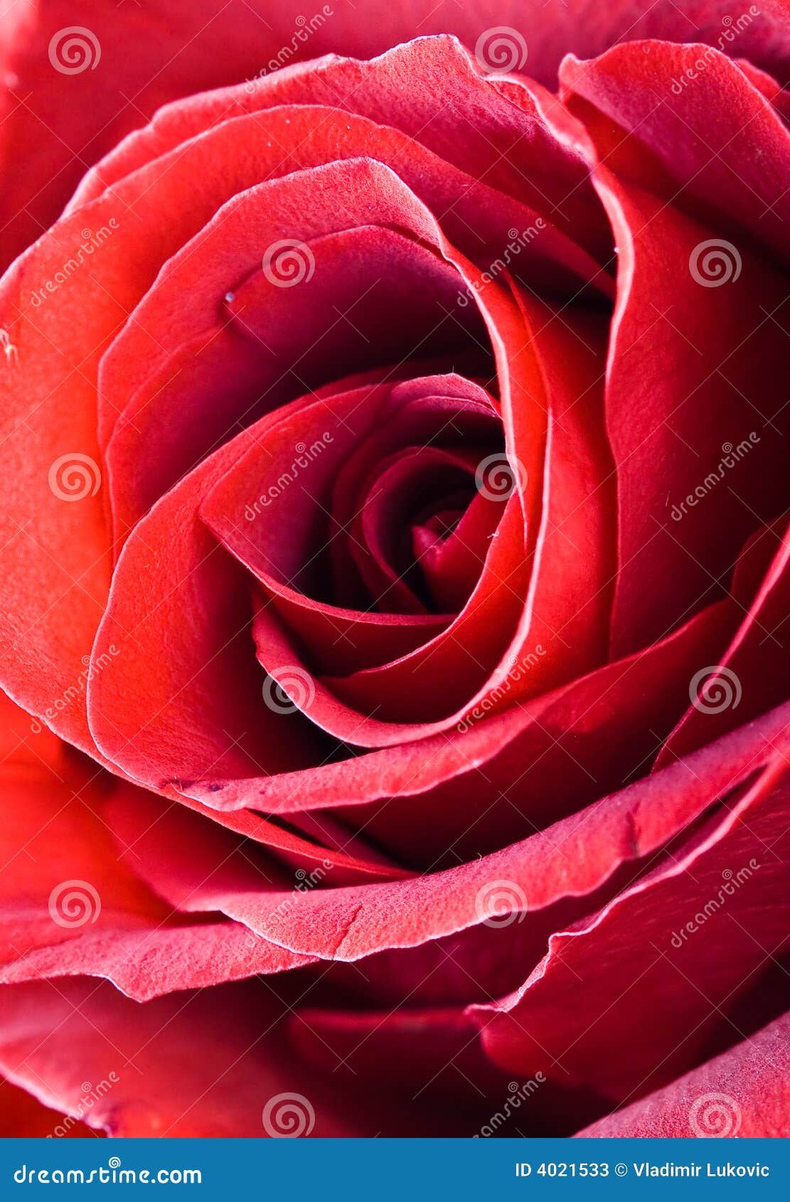 Red flower stock image. Image of occasion, open, layers - 4021533