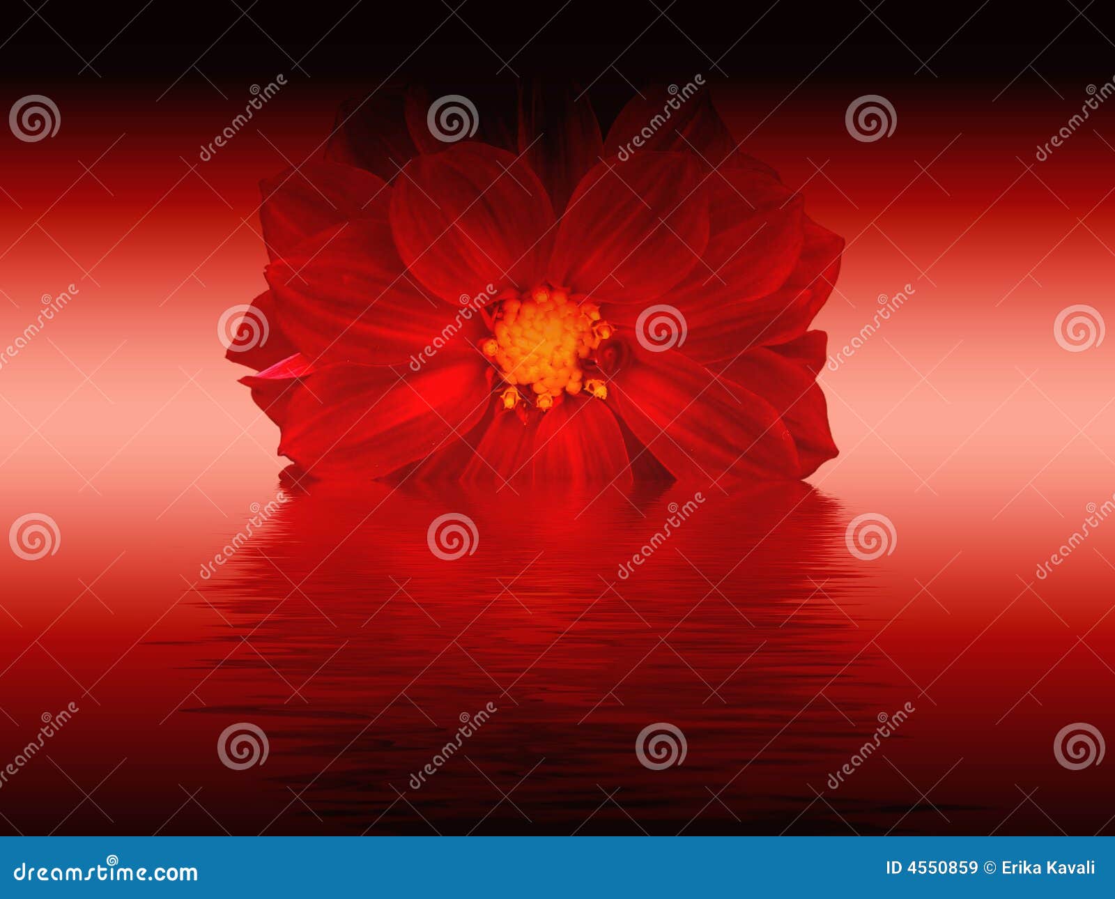 Red flower stock image. Image of water, grace, flood, flora - 4550859