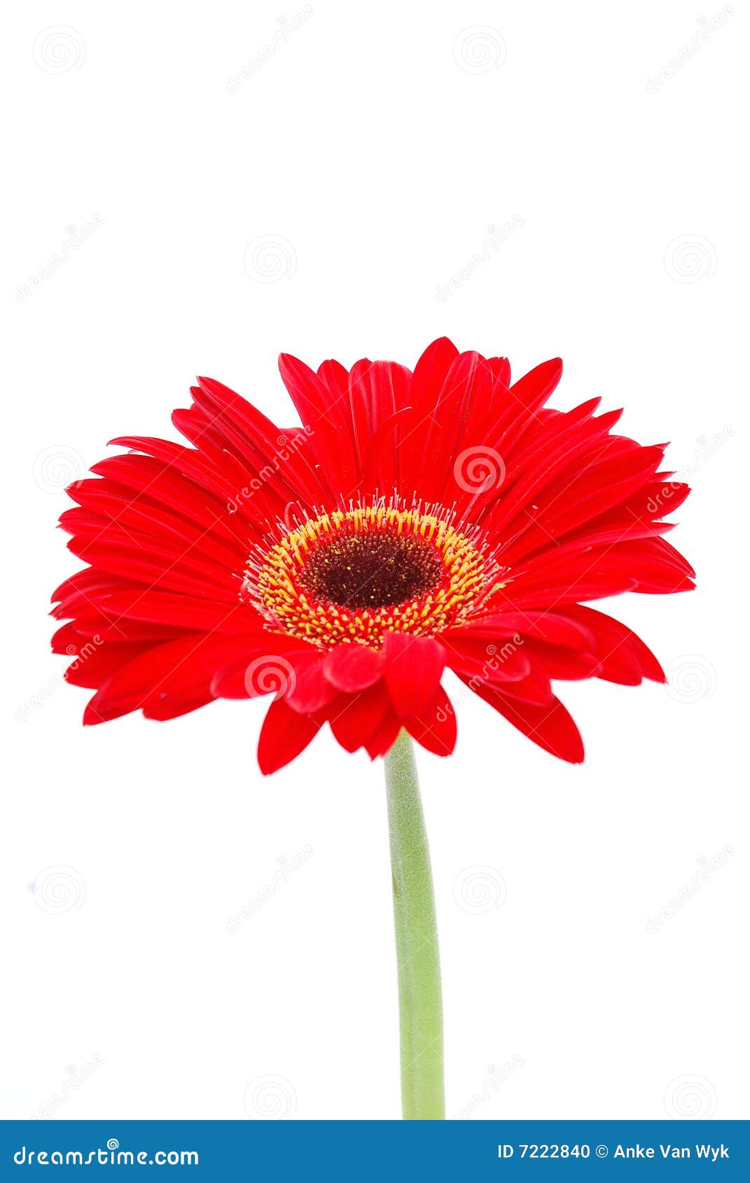 Red flower stock photo. Image of daisies, blossoms, gerbera - 7222840