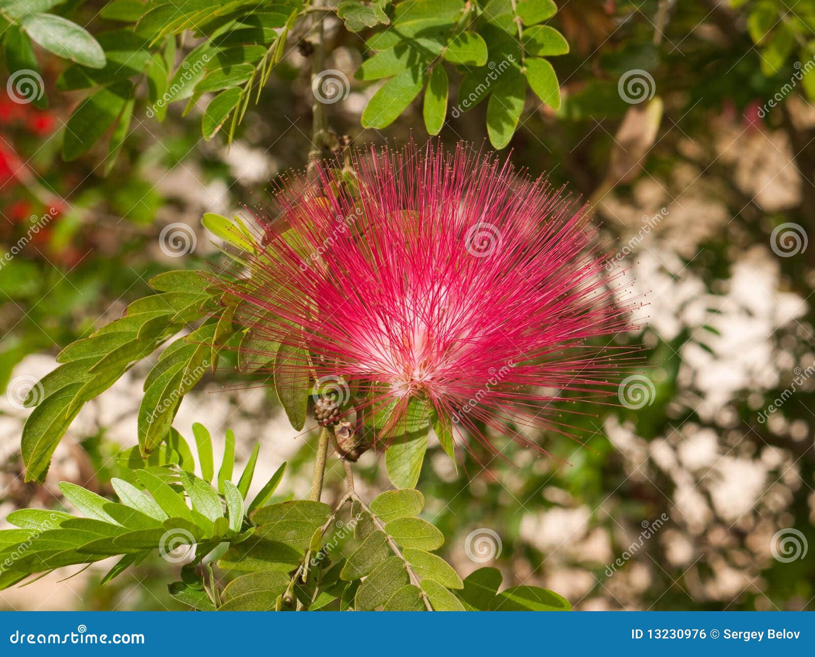 Red Acacia Flower