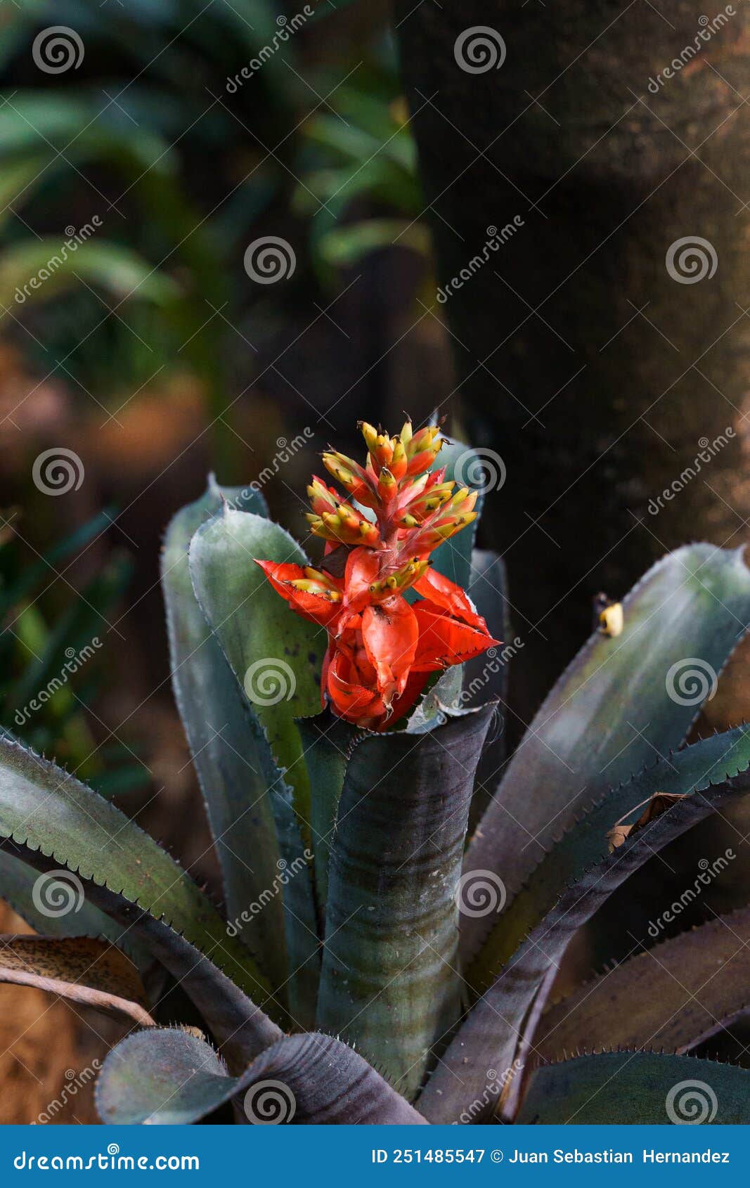 Red Flower Aechmea Bert Orlandian Bromeliad Stock Image - Image of ...
