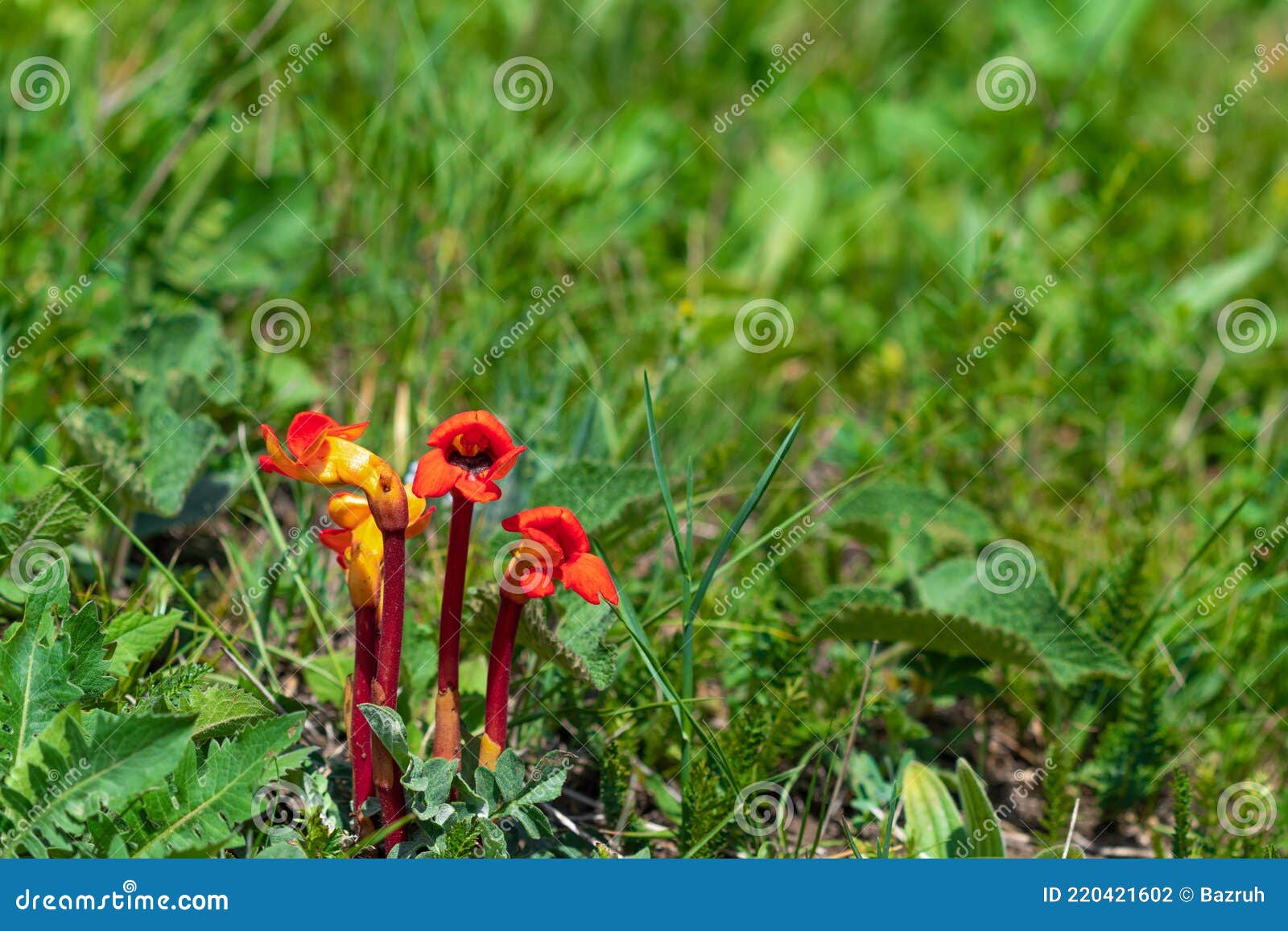 Aeginetia Indica, Indian Broomrape Or Forest Ghost Flower Stock Image ...